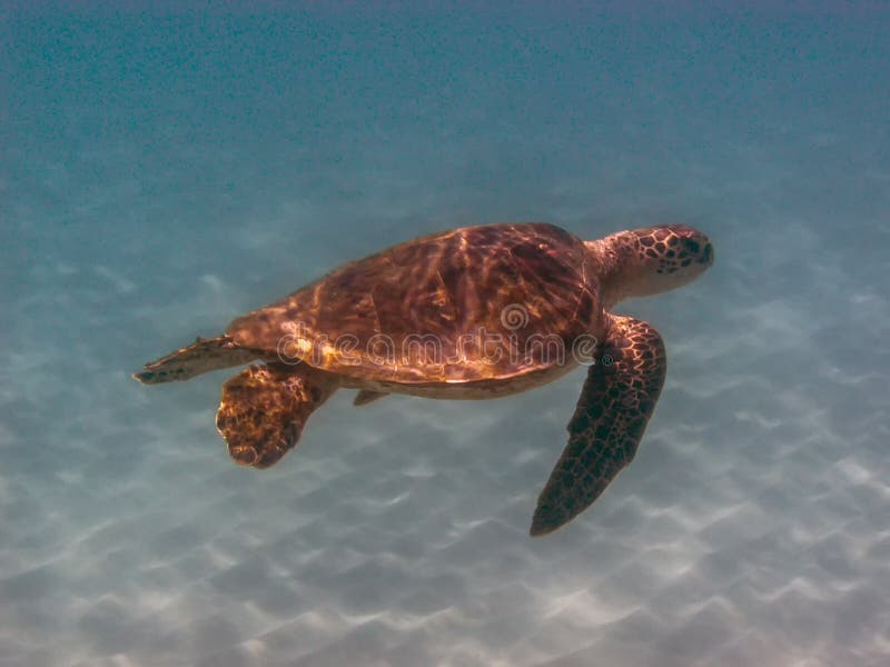 Tortuga De Mar Verde, Mydas Del Chelonia Foto de archivo - Imagen de ...