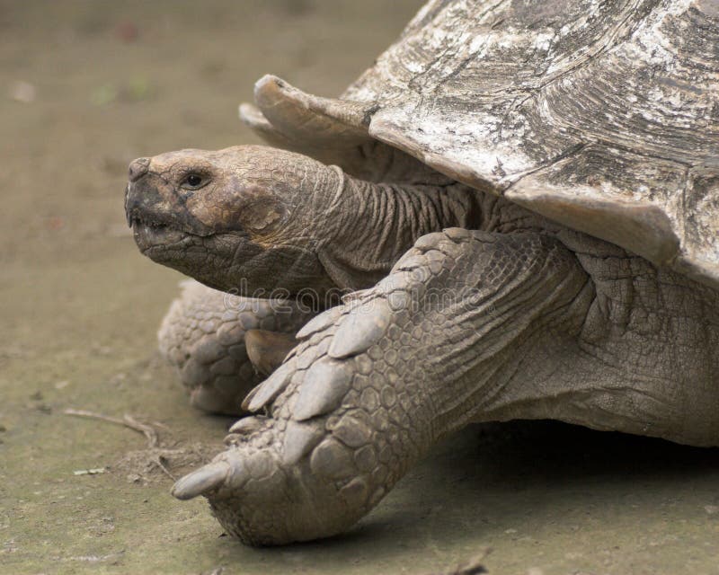 Tortuga grande foto de archivo. Imagen de espinoso, ojos - 1896592