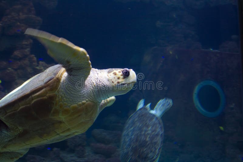 Tortuga grande foto de archivo. Imagen de turismo, coral - 6926838