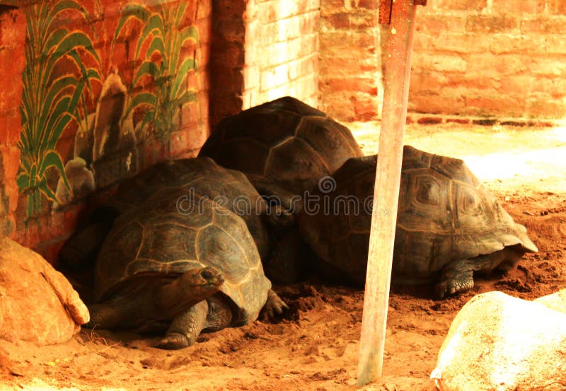 Tortuga grande foto de archivo. Imagen de tropical, arrastre - 97071728