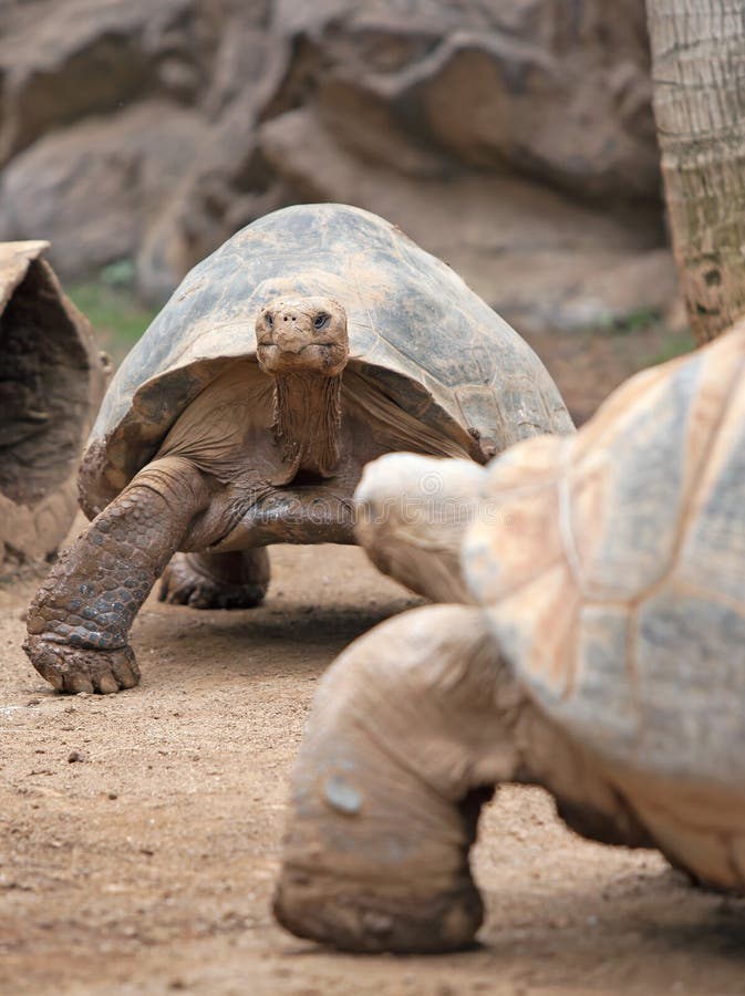 Tortuga Grande De La Tierra Imagen de archivo - Imagen de viejo ...