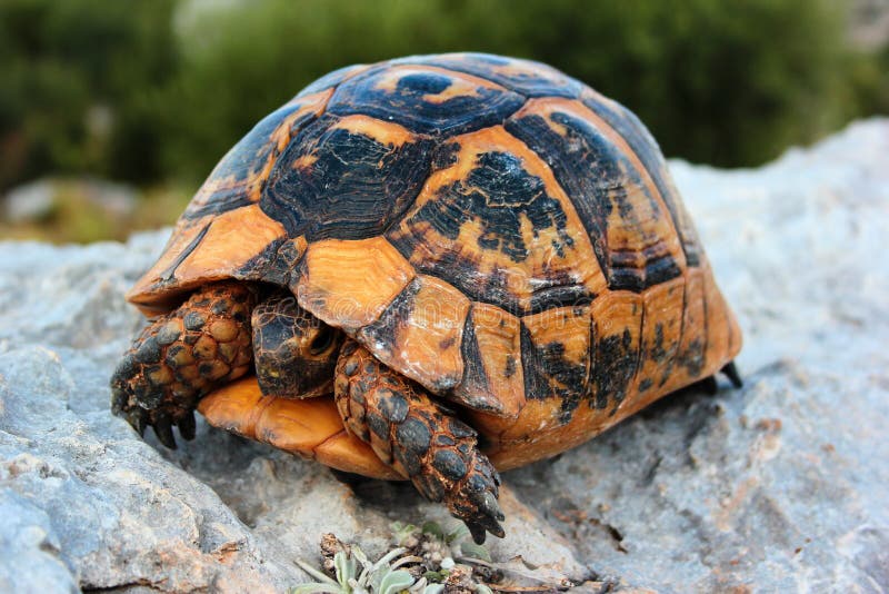 Tortuga Griega Testudo Graeca O Tortuga Espoleada Imagen de archivo ...