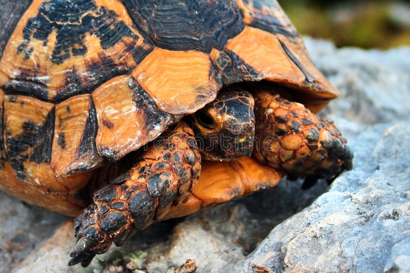 Tortuga Griega Testudo Graeca O Tortuga Espoleada Foto de archivo ...