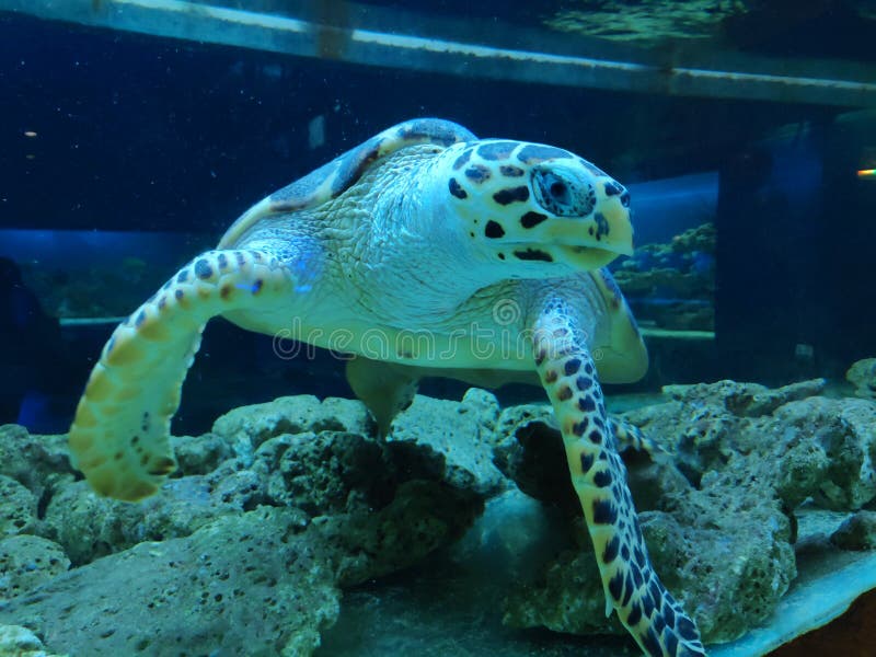 Tortuga linda animal imagen de archivo. Imagen de animal - 217421879