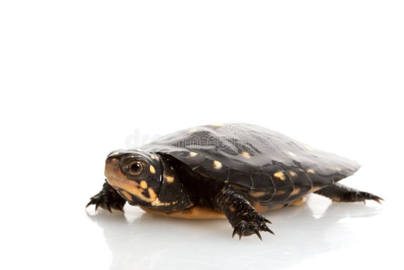 Tortuga moteada imagen de archivo. Imagen de mascota - 10202259