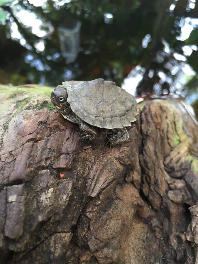 Una Pequeña Tortuga De Un Hábitat De Manglares Imagen de archivo ...
