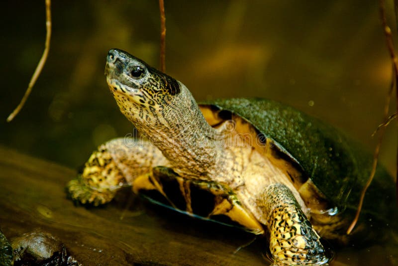 Tortuga Del Río En Tortuguero - Costa Rica Foto de archivo - Imagen de ...