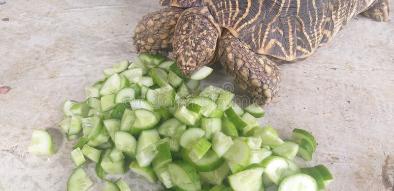 Tortuga que come la comida foto de archivo. Imagen de tortuga - 153307882