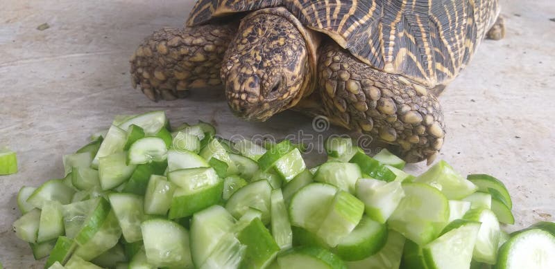 Tortuga que come la comida foto de archivo. Imagen de tortuga - 153309540