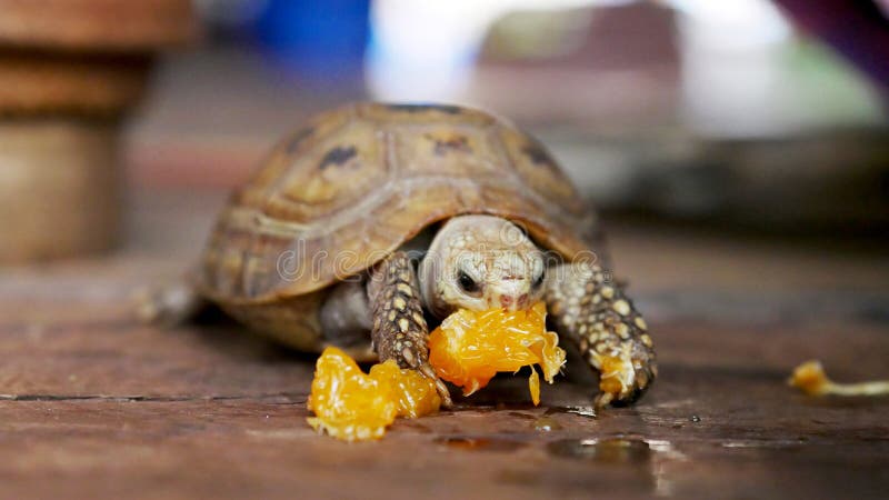Tortuga Que Come La Comida Solo Foto de archivo - Imagen de decisivo ...