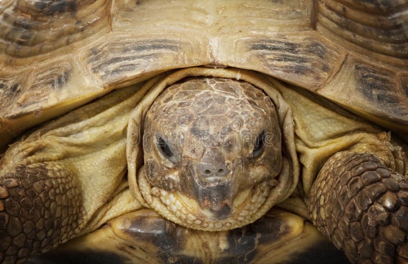 Tortuga Rusa imagen de archivo. Imagen de endangered, mirando - 7974445