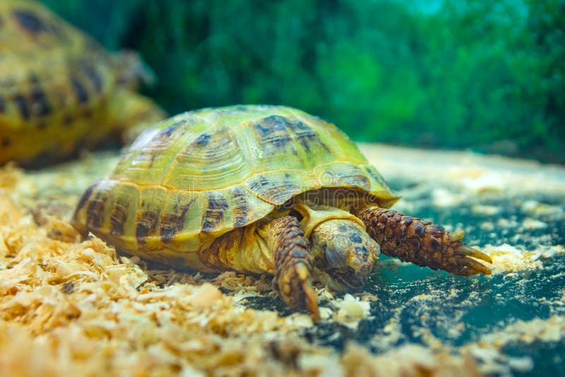 Tortuga Sentada En Un Acuario, Una Gran Tortuga Imagen de archivo ...