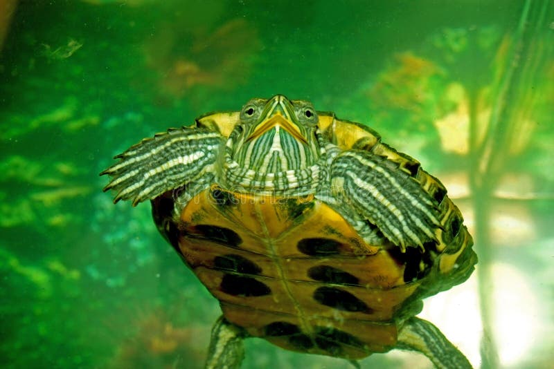 Tortuga verde foto de archivo. Imagen de tiras, curioso - 9675654