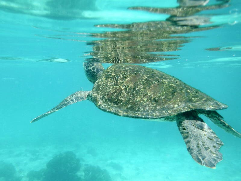 Tortuga Verde De Las Islas Galápagos Foto de archivo - Imagen de aguas ...
