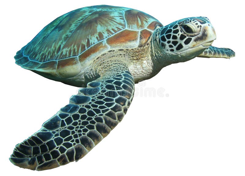 Tortuga De Mar Verde Aislada En El Fondo Blanco Foto de archivo ...