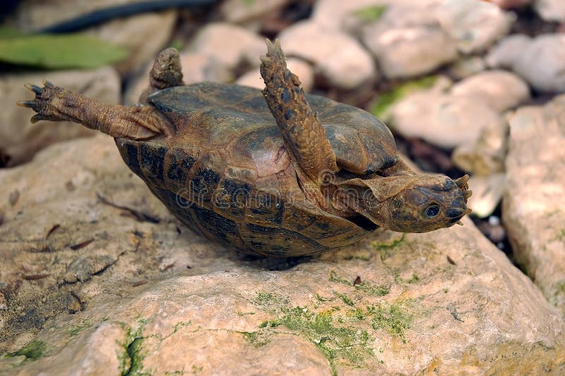 Tortuga volteada imagen de archivo. Imagen de vuelco, asustado - 558431