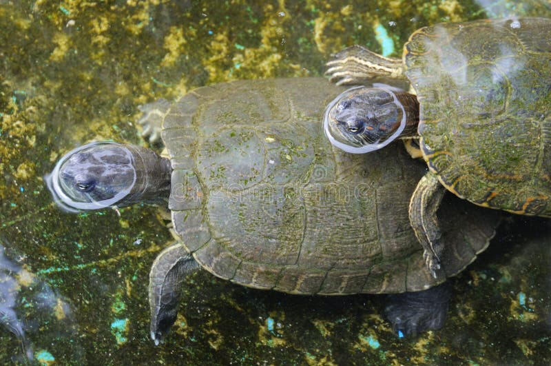 Tortugas foto de archivo. Imagen de mojado, copulando - 4753966