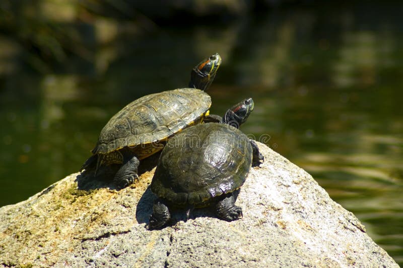 Tortugas imagen de archivo. Imagen de tortugas, quebrar - 5738301
