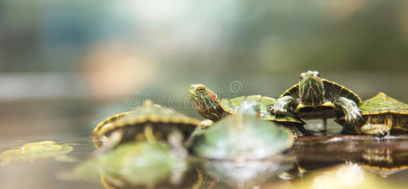 Tortugas del bebé foto de archivo. Imagen de reptil, caminar - 38878712
