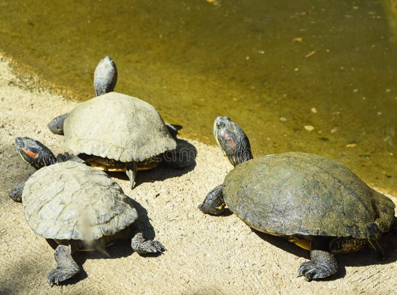 Tortugas En El Sol En El Lago Del Jard?n Bot?nico En Rio De Janeiro ...