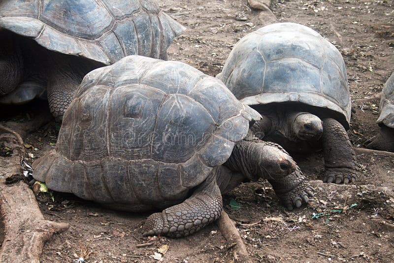 Tortugas grandes imagen de archivo. Imagen de turismo - 114044835