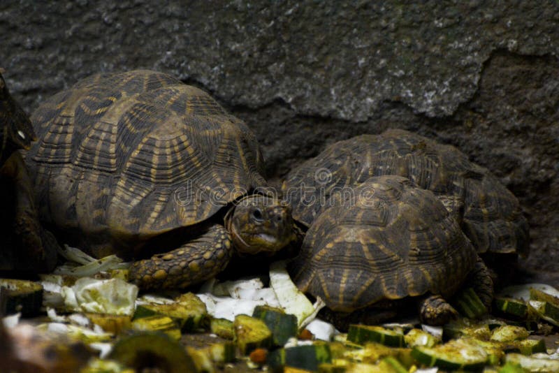 Tortugas Que Tienen Su Comida Imagen de archivo - Imagen de ...
