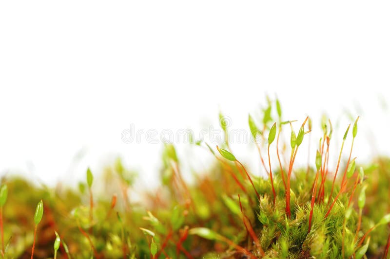 Tortula Muralis Moss Macro En El Fondo Blanco Imagen de archivo ...