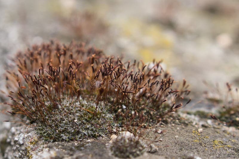 Wall Screw-moss on Wall As a Air Pollution Indicator. Moss and Blurred ...