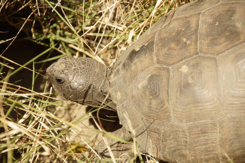 Tortuous going home. stock image. Image of nature, trail - 114788779