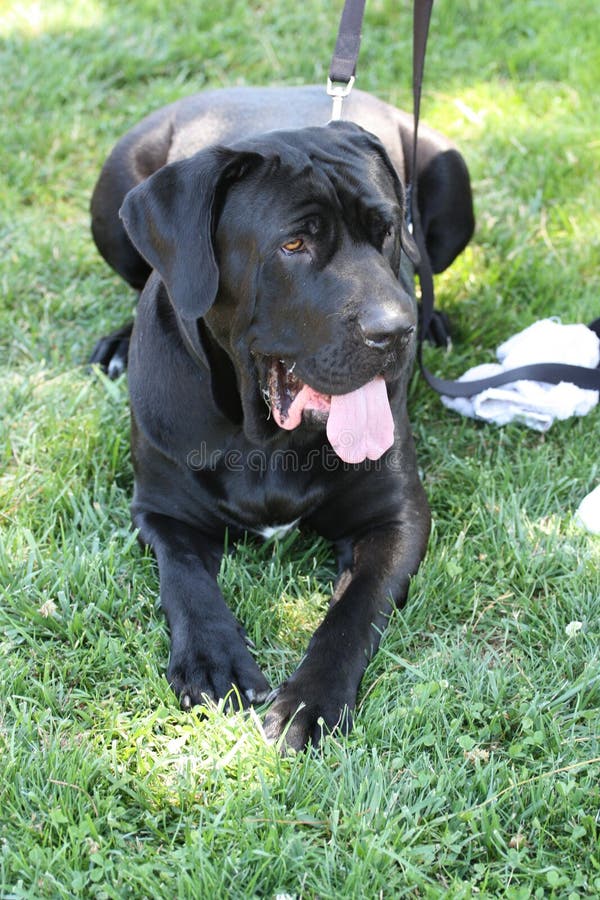 Tosa Inu Dog stock photo. Image of collar, guarding, guard - 15298594