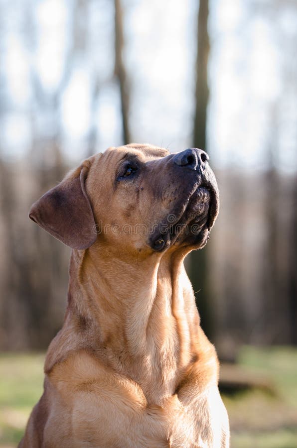 Tosa inu dog stock image. Image of canine, cute, pedigree - 89680143