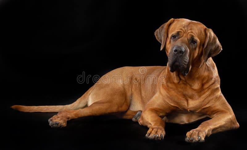 How Much Is A Tosa Inu Puppy