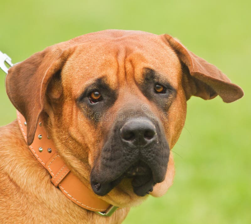 Bullmastiff Female Portrait Stock Photo - Image of bullmastiff ...