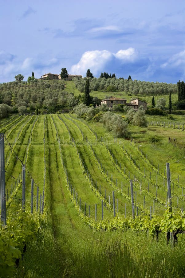 Typical Tuscan Landscape with Rolling Hills and Winding Road Stock ...