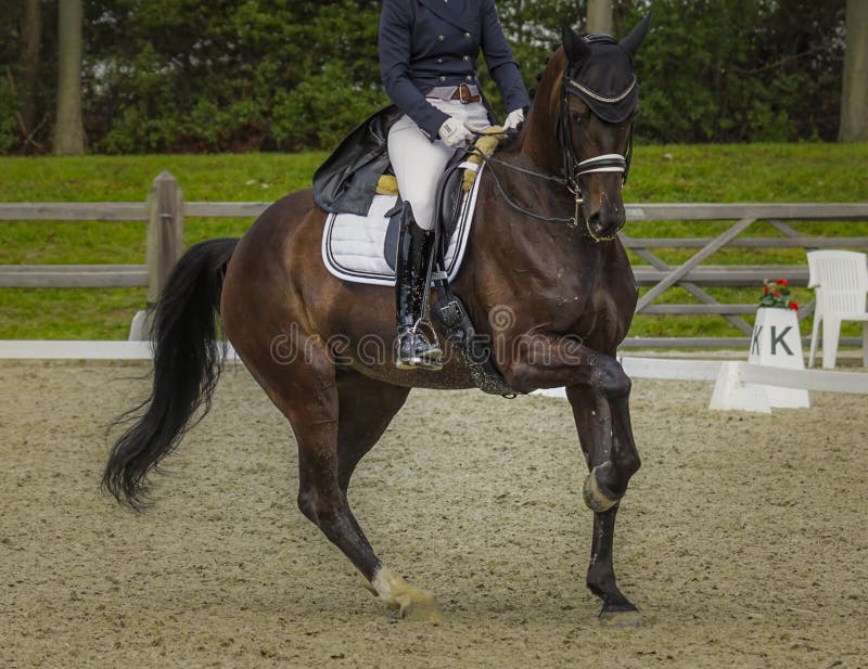 Bay dressage horse stock image. Image of horse, black - 225953243