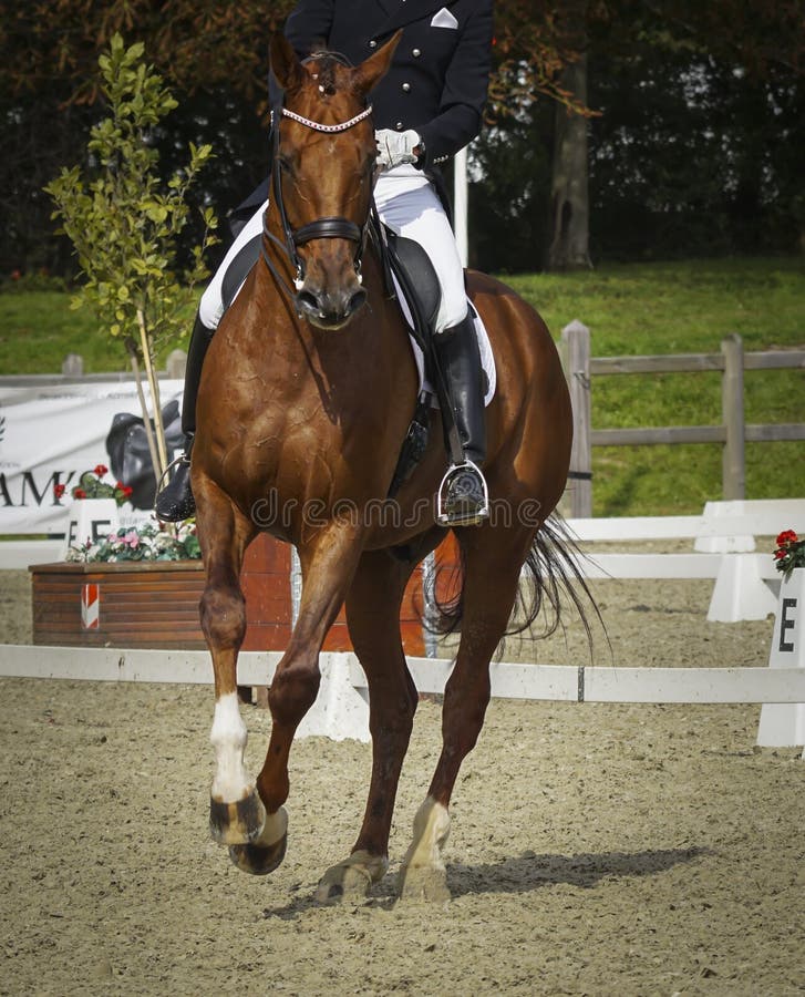 Bay Dressage horse stock photo. Image of breed, farm - 225953258