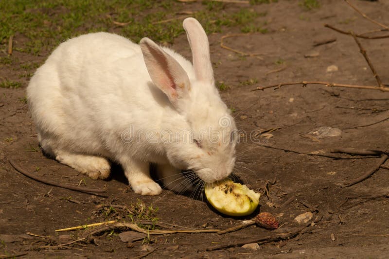 White rabbit eating apple stock photo. Image of husbandry - 227741028