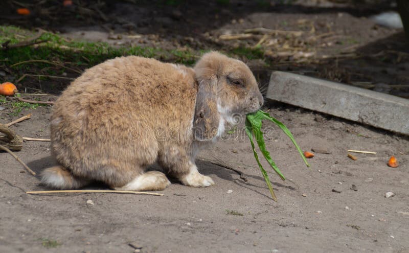 Rabbit eating leaves stock image. Image of pelt, small - 227741031