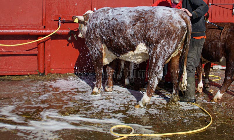 337 Cow Wash Stock Photos - Free & Royalty-Free Stock Photos from ...