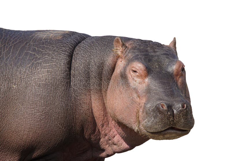 Hippopotamus back cutout stock photo. Image of africa - 9751634