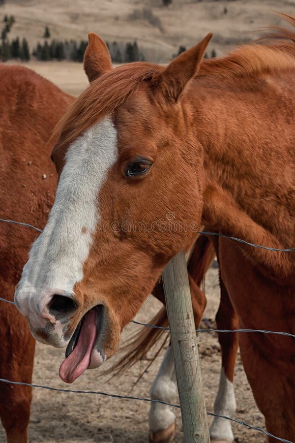 Tossindo o cavalo foto de stock. Imagem de equino, rancho - 38176874