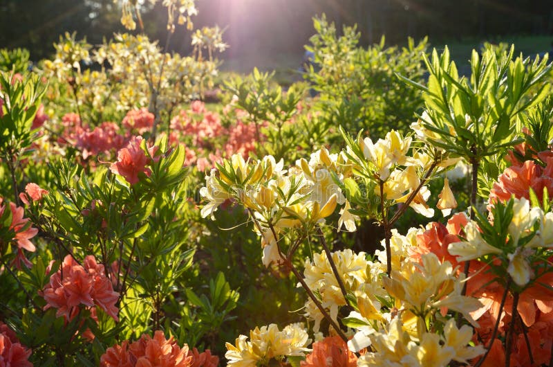 Tot Bloei Gekomen Struiken Van Azalea Stock Foto - Image of bloembed ...