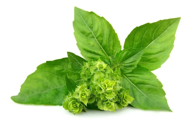 Tot bloei komend basilicum stock afbeelding. Image of basilicum - 23539461