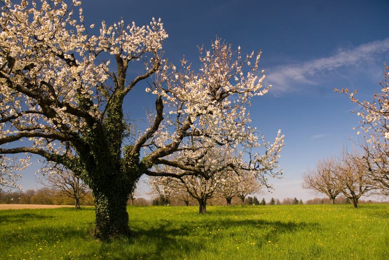 Tot Bloei Komende Bomen in De Lente. Stock Foto - Image of kers, zuiver ...