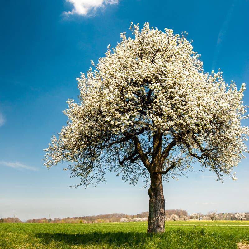 Tot Bloei Komende Boom In De Lente Stock Afbeelding - Afbeelding ...
