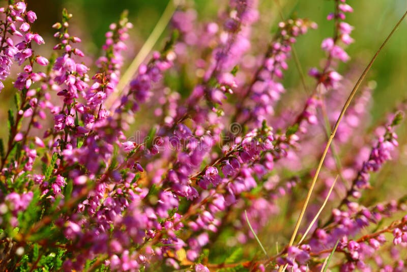 Tot Bloei Komende Heide in De Zomer Stock Foto - Image of viooltje ...