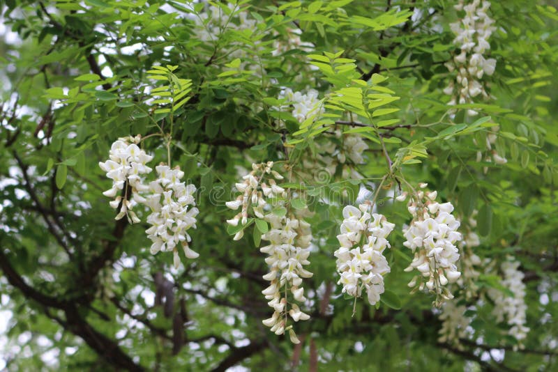 Tot Bloei Komende Witte Acacia Stock Afbeelding - Image of acacia ...