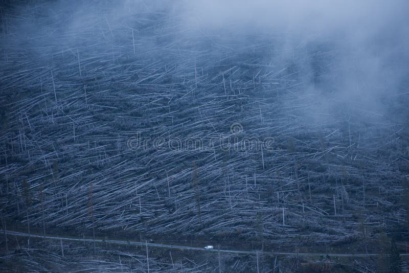 The Total Devastation Caused by the Vaia Storm in October 2018, in the ...