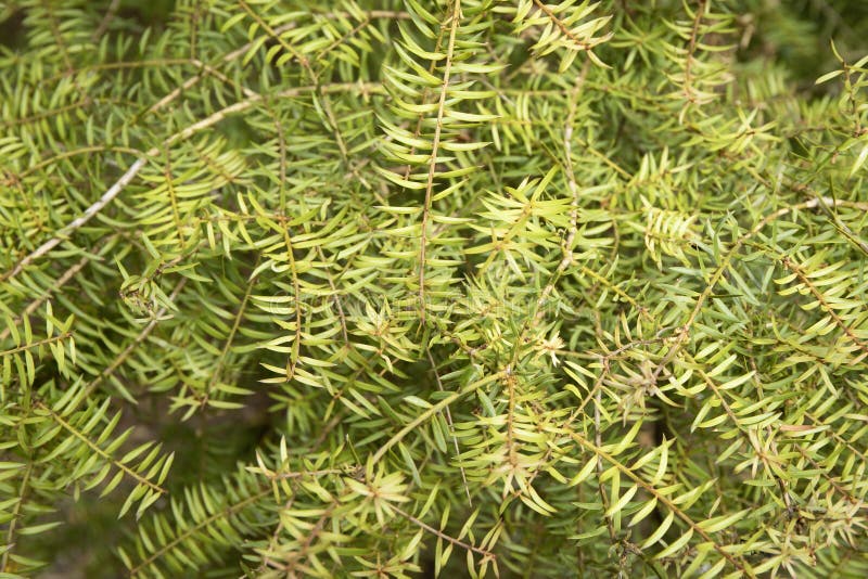 Totara tree foliage stock photo. Image of zealand, timber - 261000324