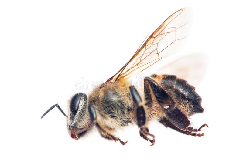 Tote Biene stockfoto. Bild von makro, arbeiter, insekt - 52768110